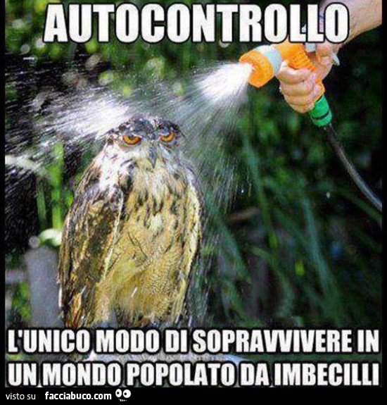 Meme Gufo Autocontrollo