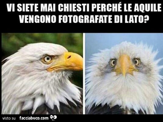 Vi siete mai chiesti perchè le aquile vengono fotografate di lato ... Vi siete mai chiesti perchè le aquile vengono fotografate di lato ...