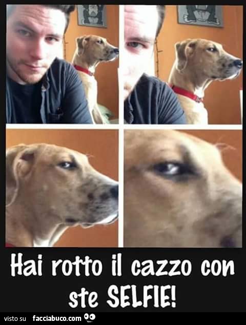 Meme Cane Infastidito