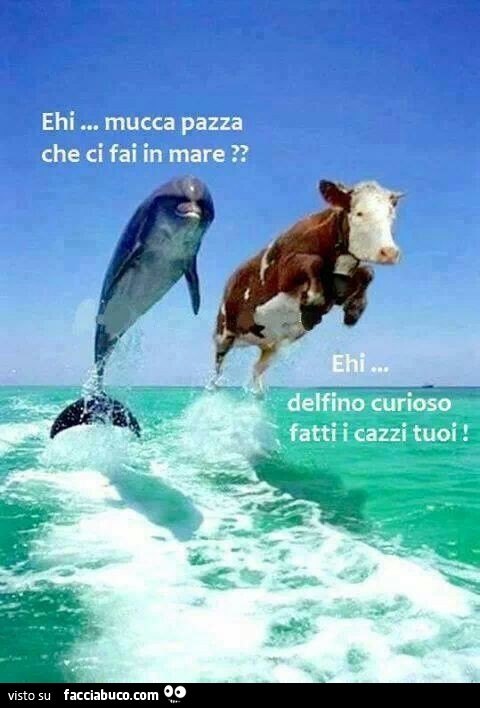 Meme Della Mucca Pazza Mucca Pazza: Cos'è? Cause, Sintomi, Diagnosi E