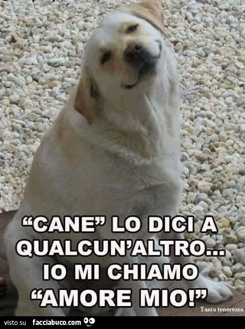 Ti Amo Cane Meme Big Black Mike Fahrradanhänger Lasten Hochdeichsel